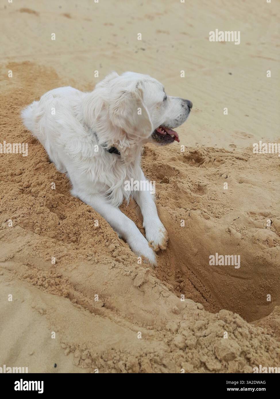 Golden retriever digging hi-res stock photography and images - Alamy