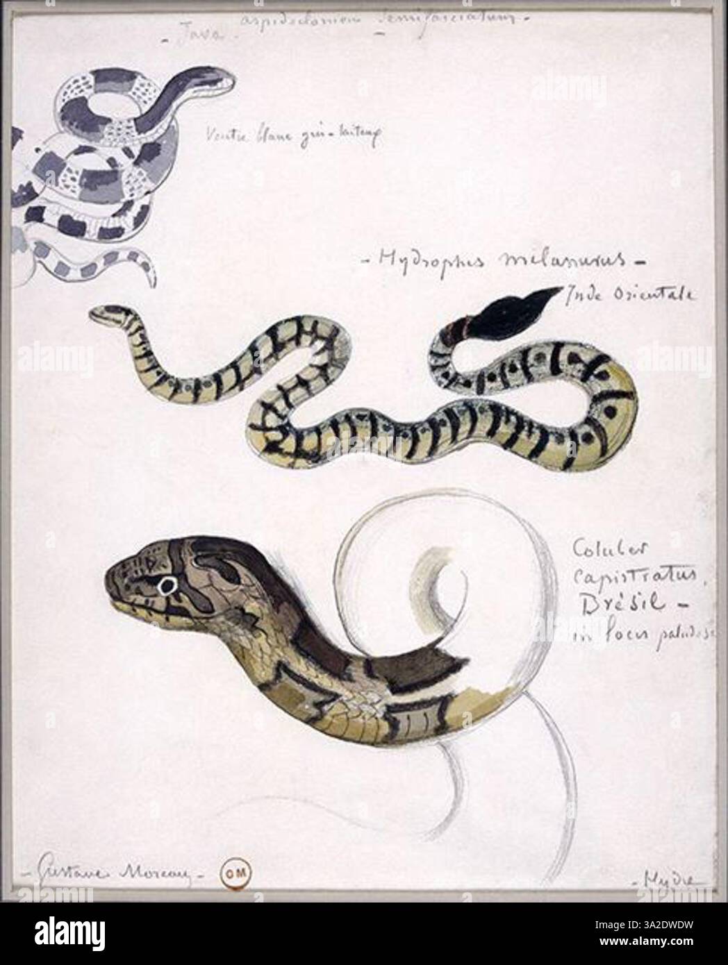 'Feuille d'études de serpents' by Gustave Moreau continues his detailed ...