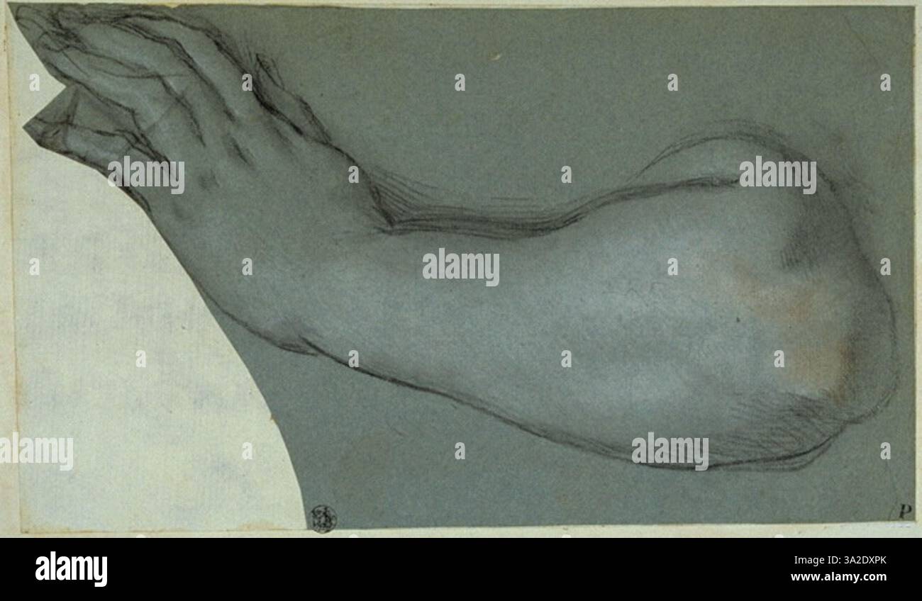 A study of an arm by Federico Barocci, focusing on the anatomical ...