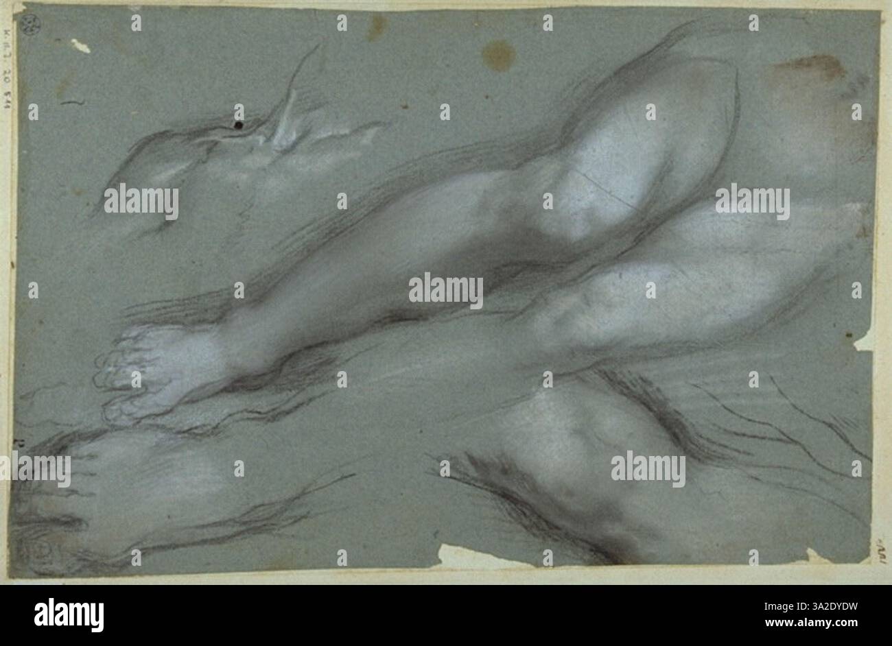 A study by Barocci of the legs, knees, feet, neck, and shoulder areas ...