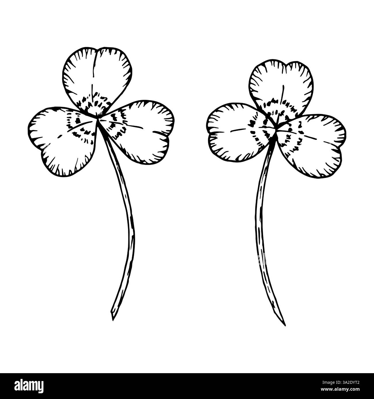 A black and white drawing of two shamrocks, clovers with long stems. A ...