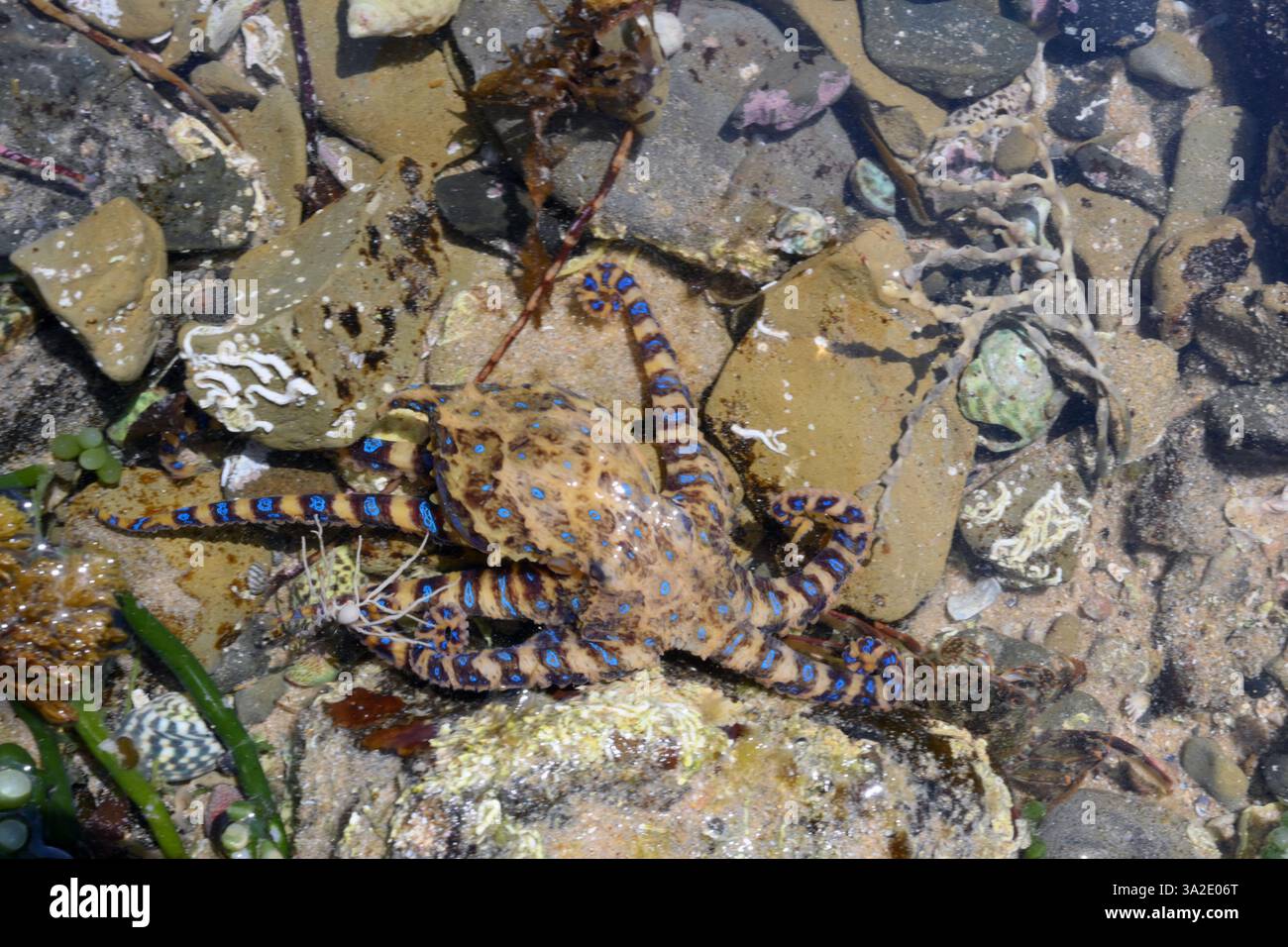 Blue Ring Octopus in rock pool emerges from its den to attack a crab ...