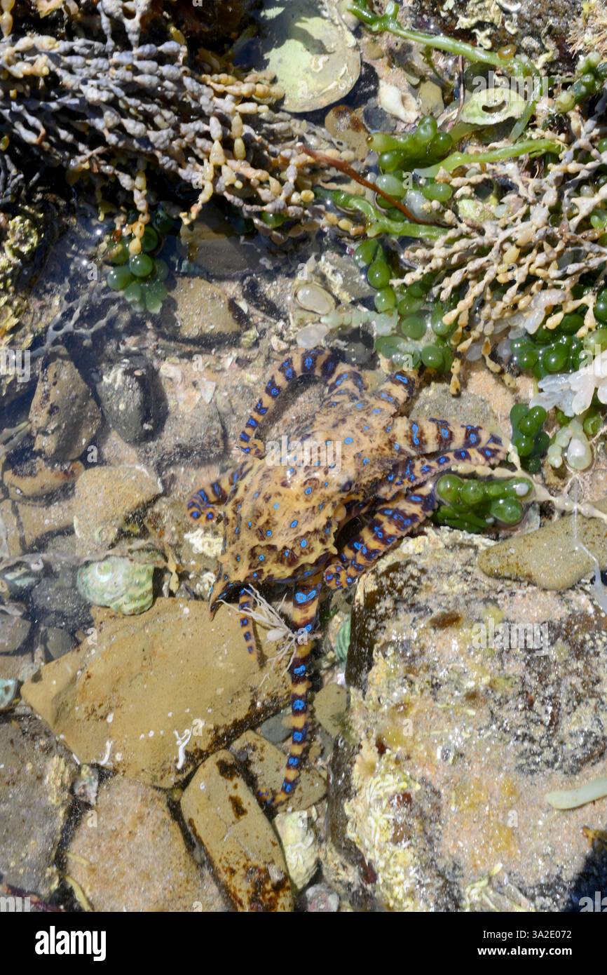 Blue Ring Octopus in rock pool emerges from its den Stock Photo - Alamy