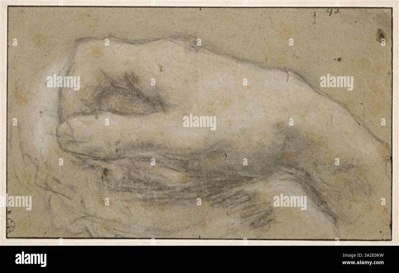 This drawing by Annibale Carracci shows a right hand, partially closed ...