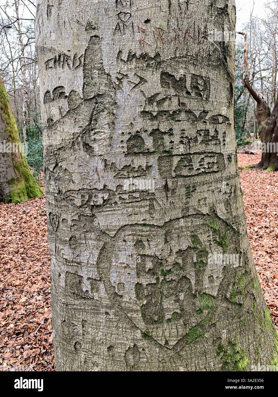 Farnham Common, UK. 12th March, 2025. A vandalised tree caused by ...