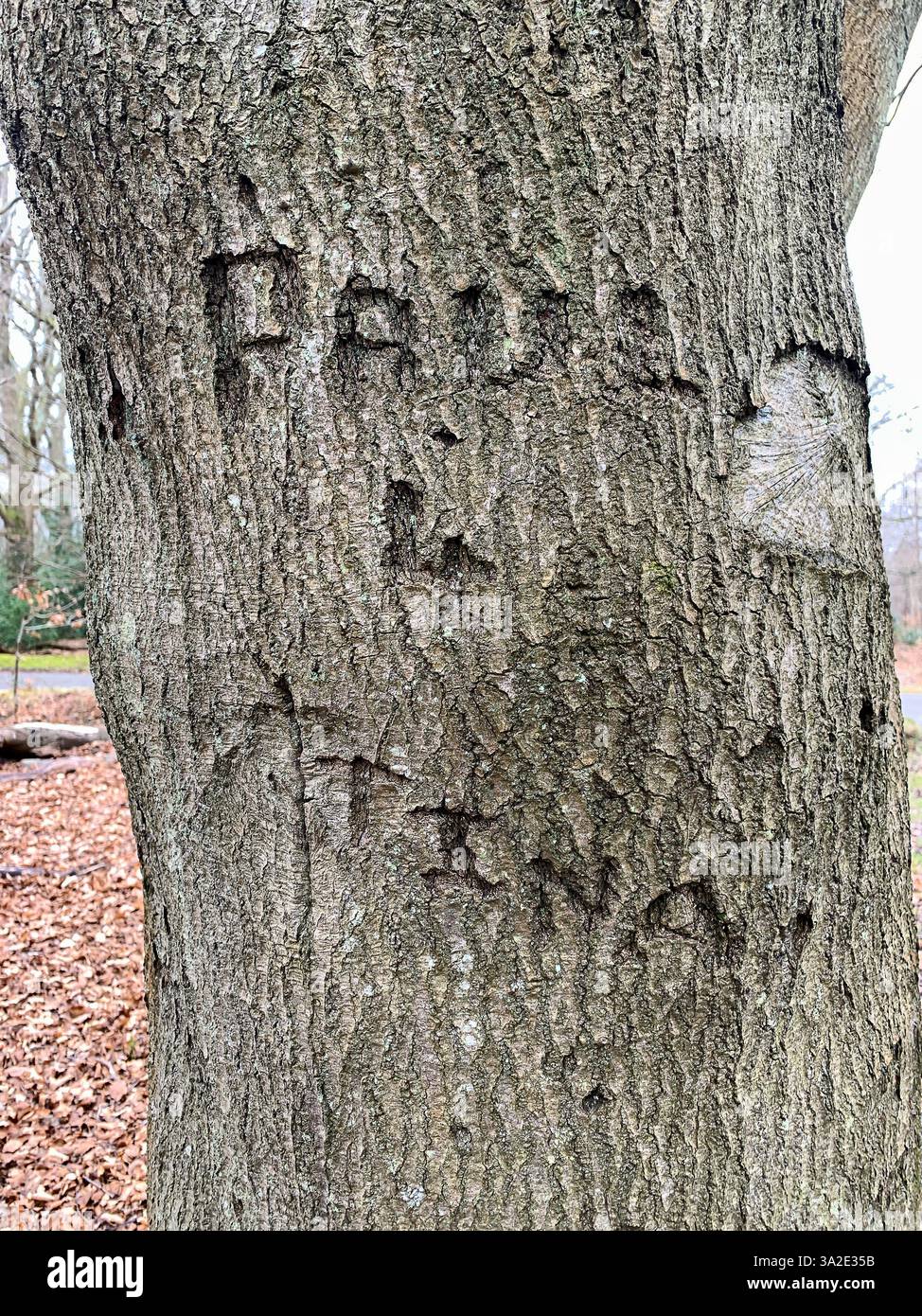 Farnham Common, UK. 12th March, 2025. A vandalised tree caused by ...