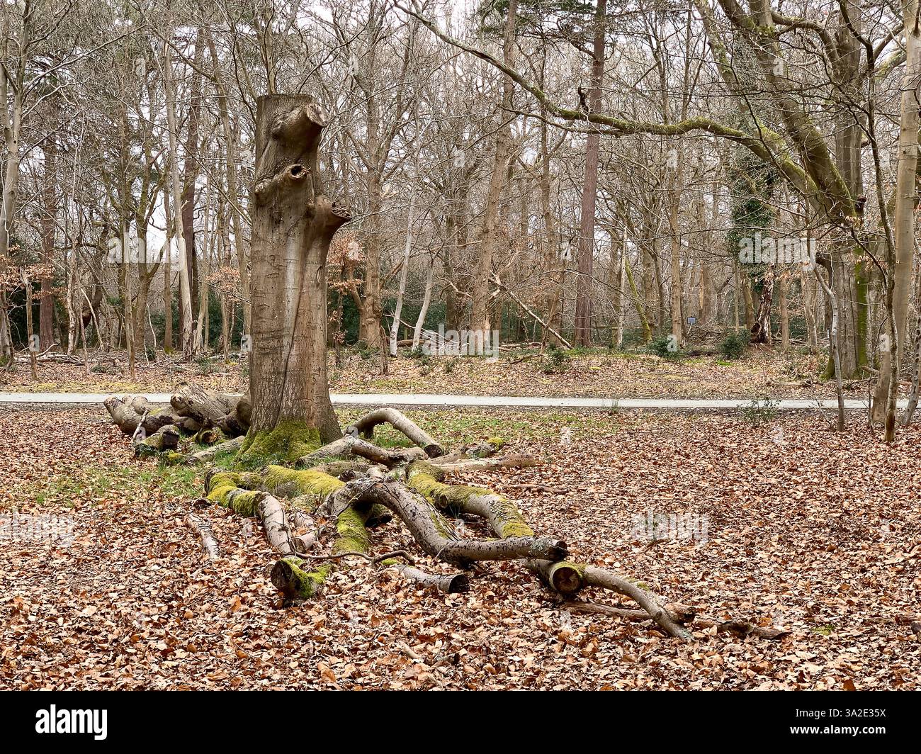 Farnham Common, UK. 12th March, 2025. Dead branches from a felled tree ...