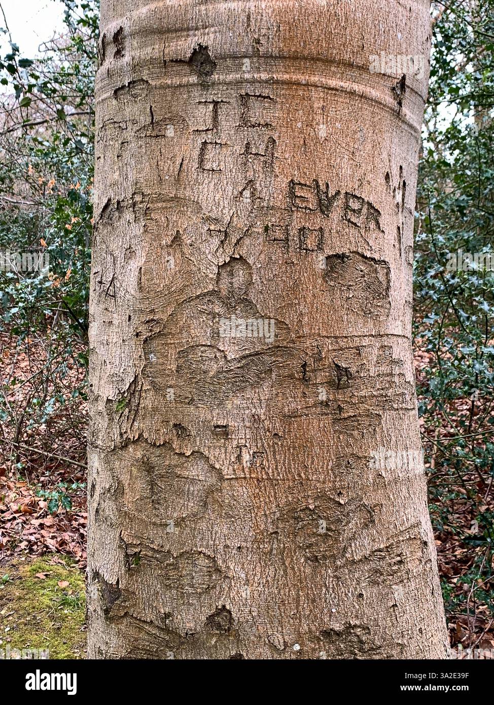 Farnham Common, UK. 12th March, 2025. A vandalised tree caused by ...
