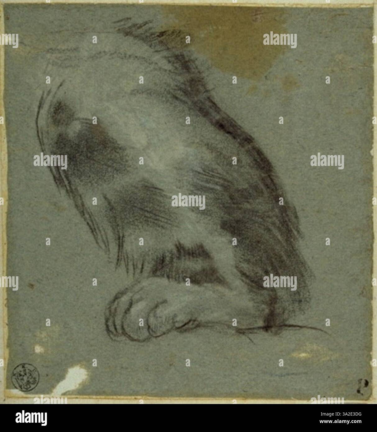Study of the hindquarters of a small dog, focusing on anatomical detail ...