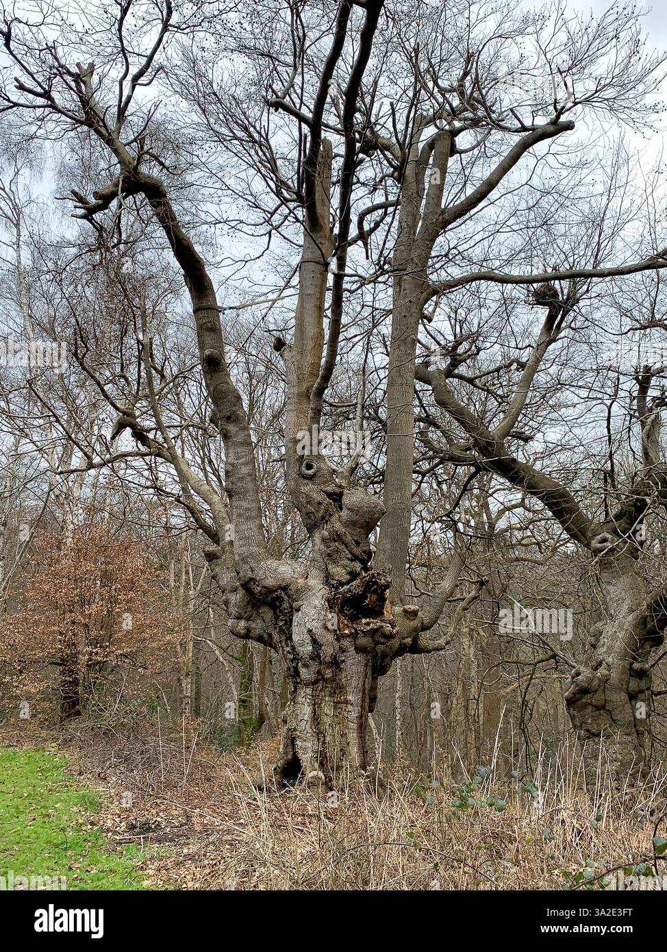 Farnham Common, UK. 12th March, 2025. A knarled beech tree in Burnham ...