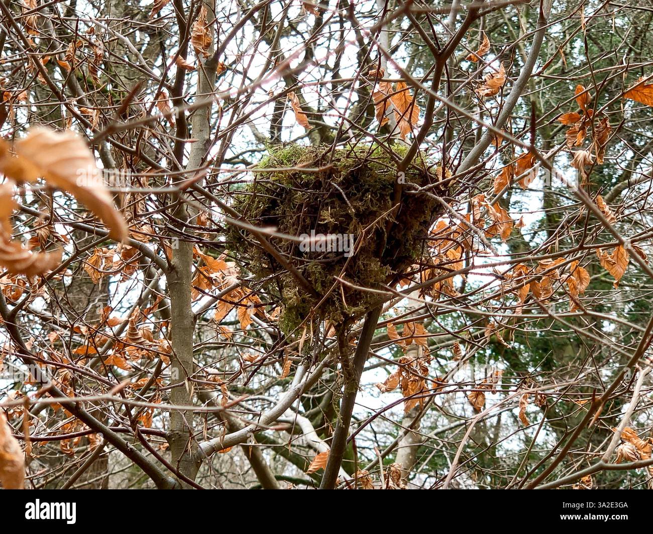 Farnham Common, UK. 12th March, 2025. A mossy bird's nest in a beech ...