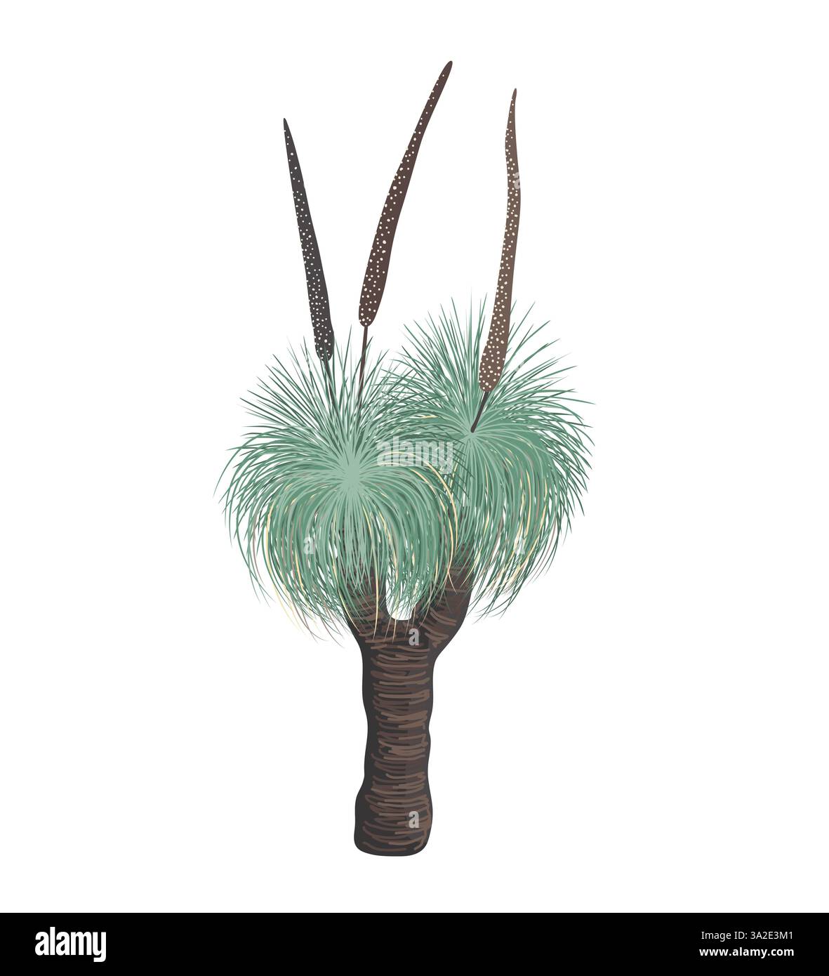 Xanthorrhoea tree with flower vector isolated illustration. The Grass ...