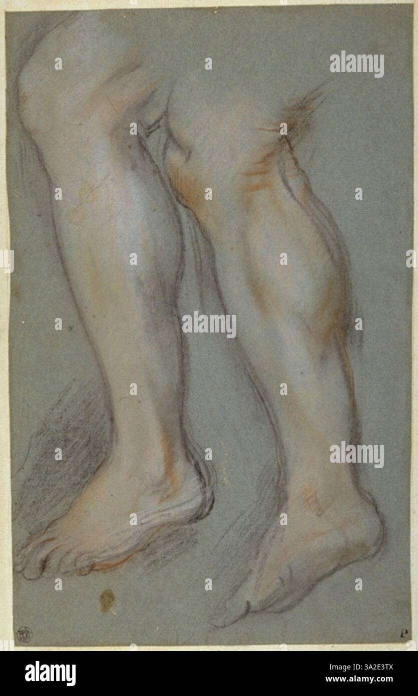 Study of two legs, focusing on anatomical features and structure Stock ...