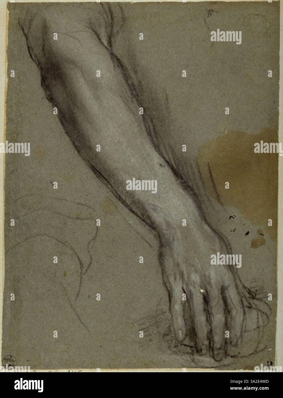 Study of a forearm, focusing on anatomical details and muscle structure ...