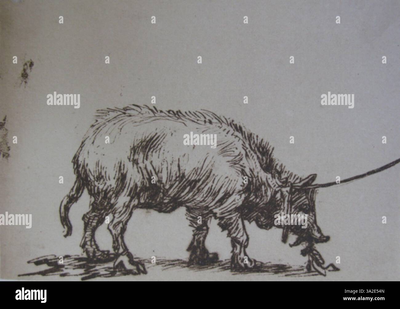 This study by Rembrandt shows a pig, demonstrating his interest in the ...