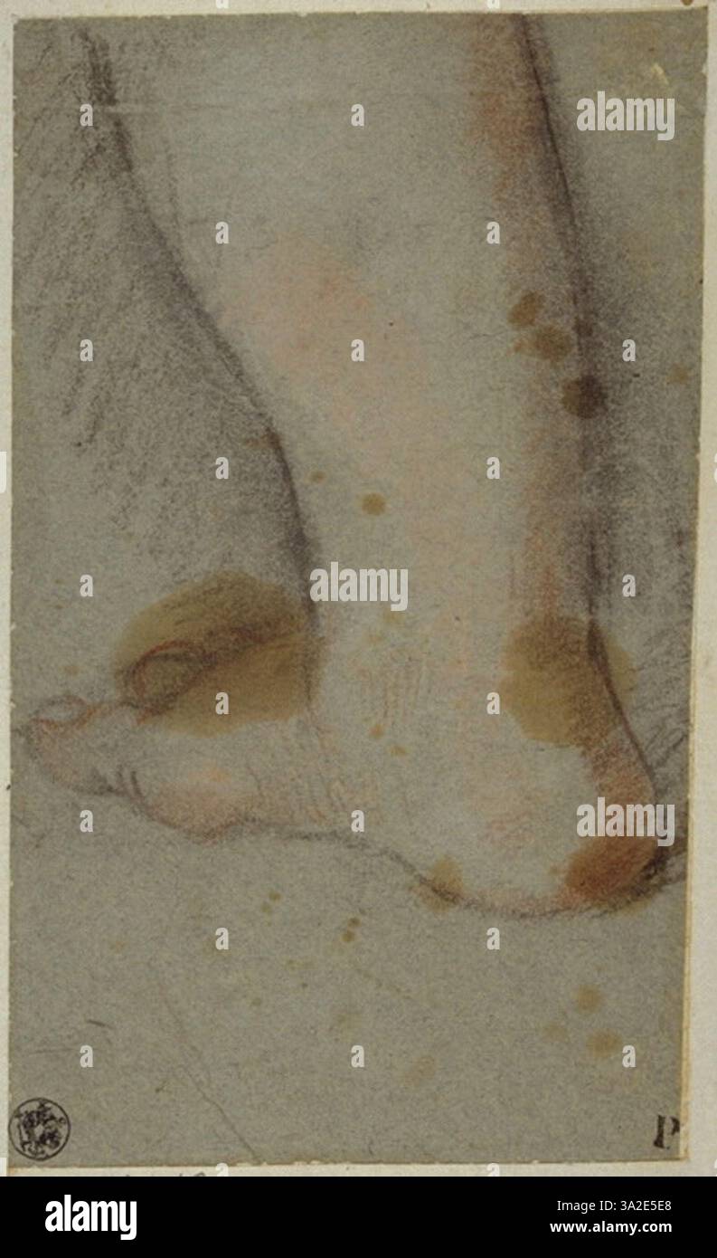 Study of the lower part of a leg, emphasizing the anatomical structure ...