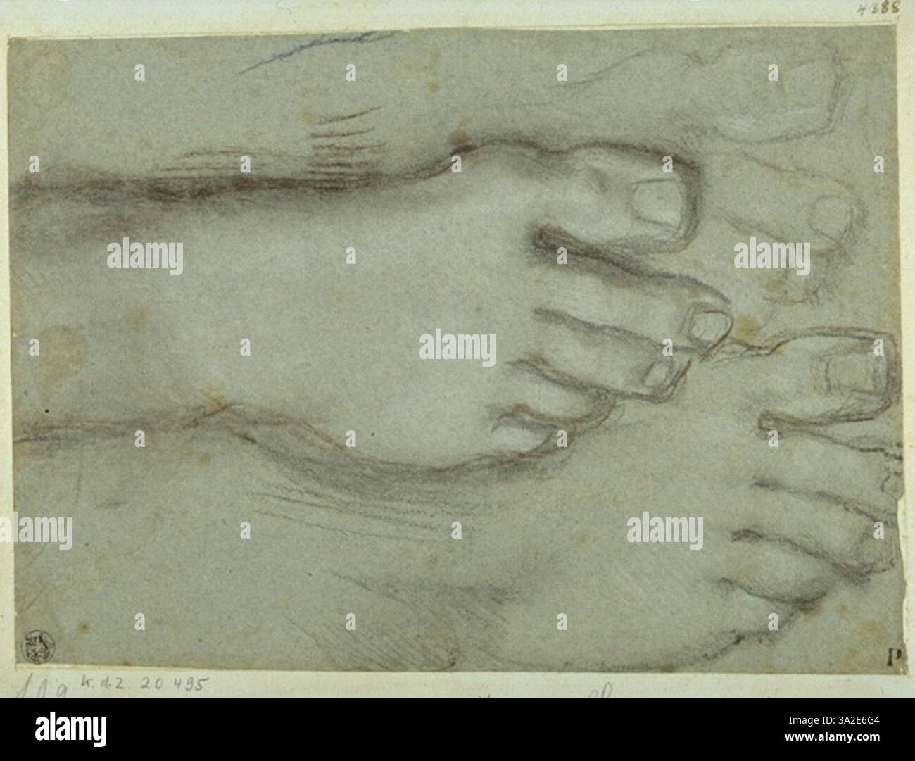 Barocci’s study of a foot and toes, focusing on anatomical details and ...