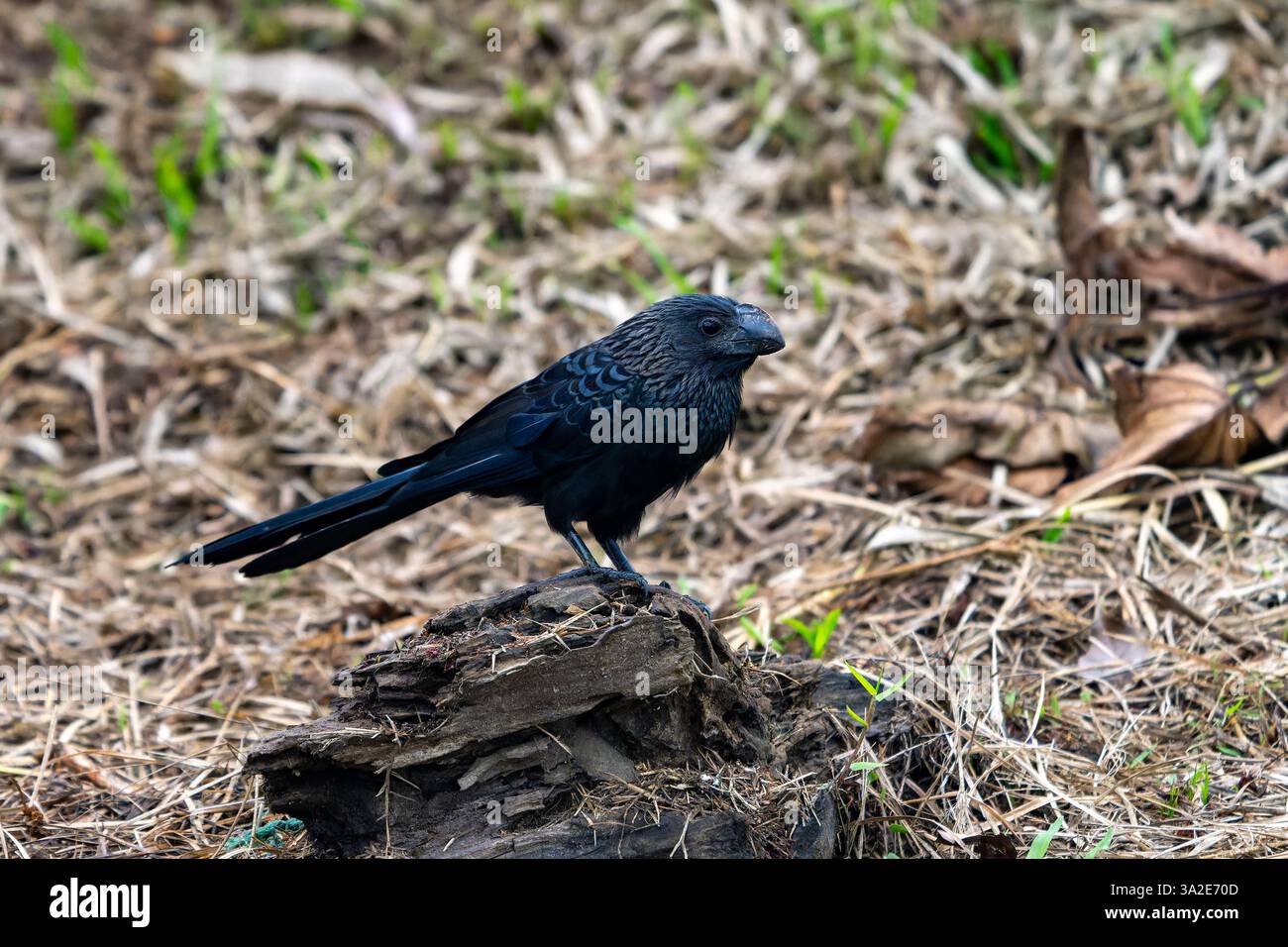 A Smooth-billed Ani forages on the ground in Yasuni National Park in ...