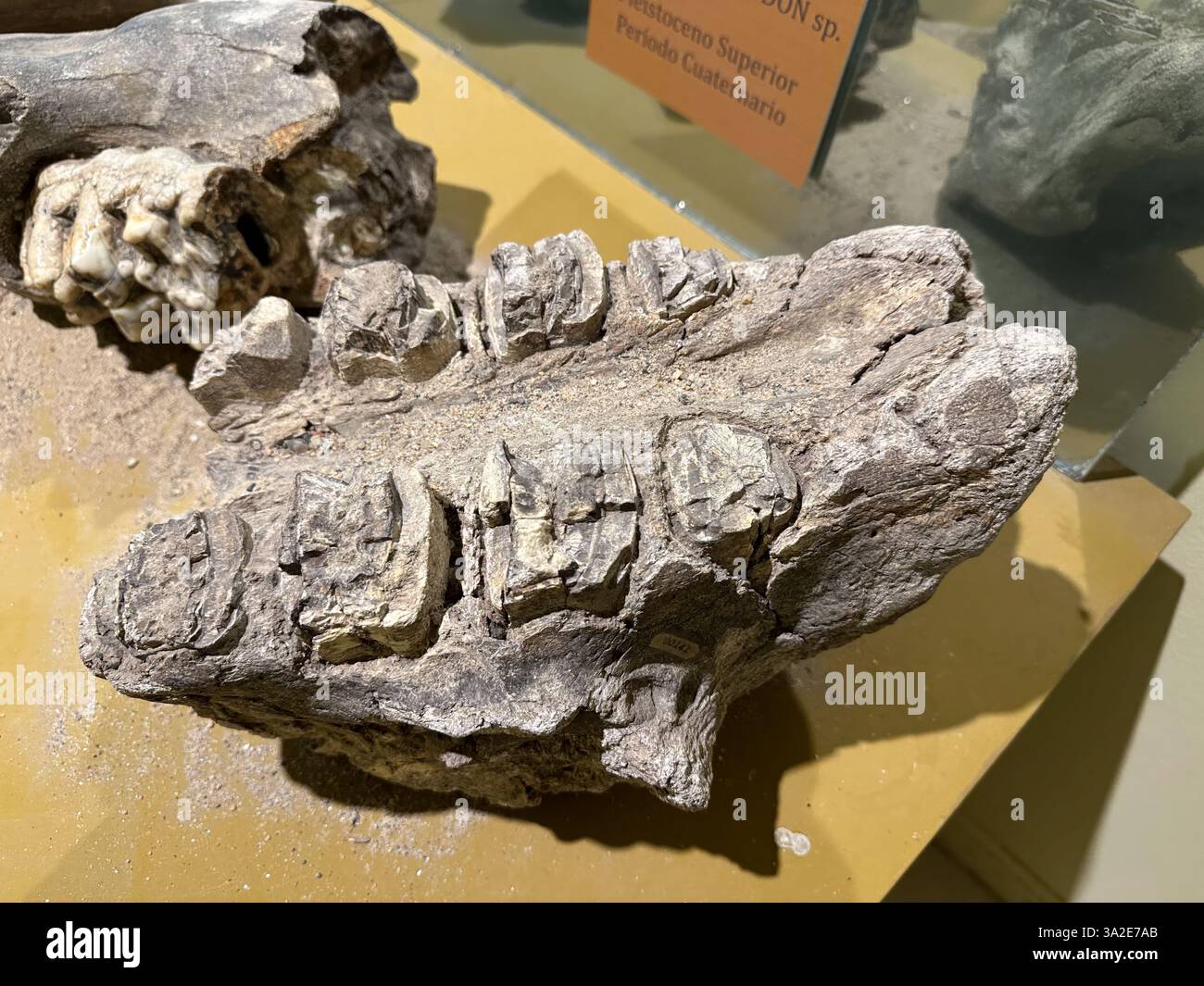 Mandibular fossils of a mastodon, Notiomastodon platensis, in the ...