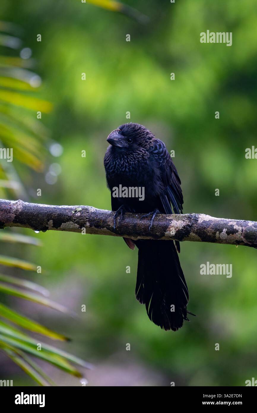 A Smooth-billed Ani perched in a tree in Yasuni National Park in the ...