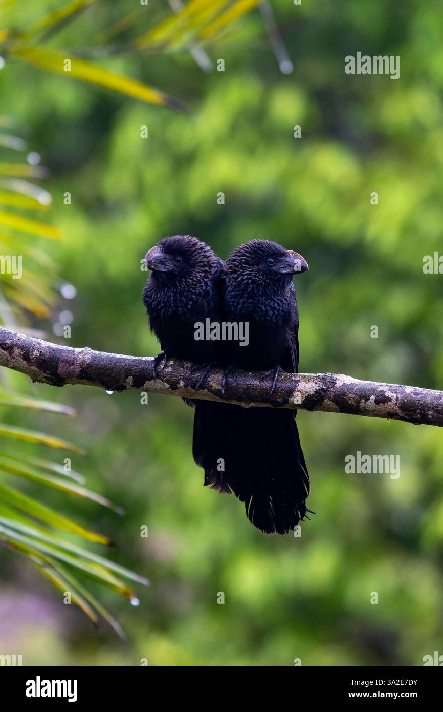 A Smooth-billed Ani perched in a tree in Yasuni National Park in the ...