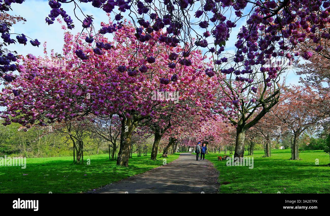 File photo dated 24/04/23 of walkers on a path lined with pink cherry ...