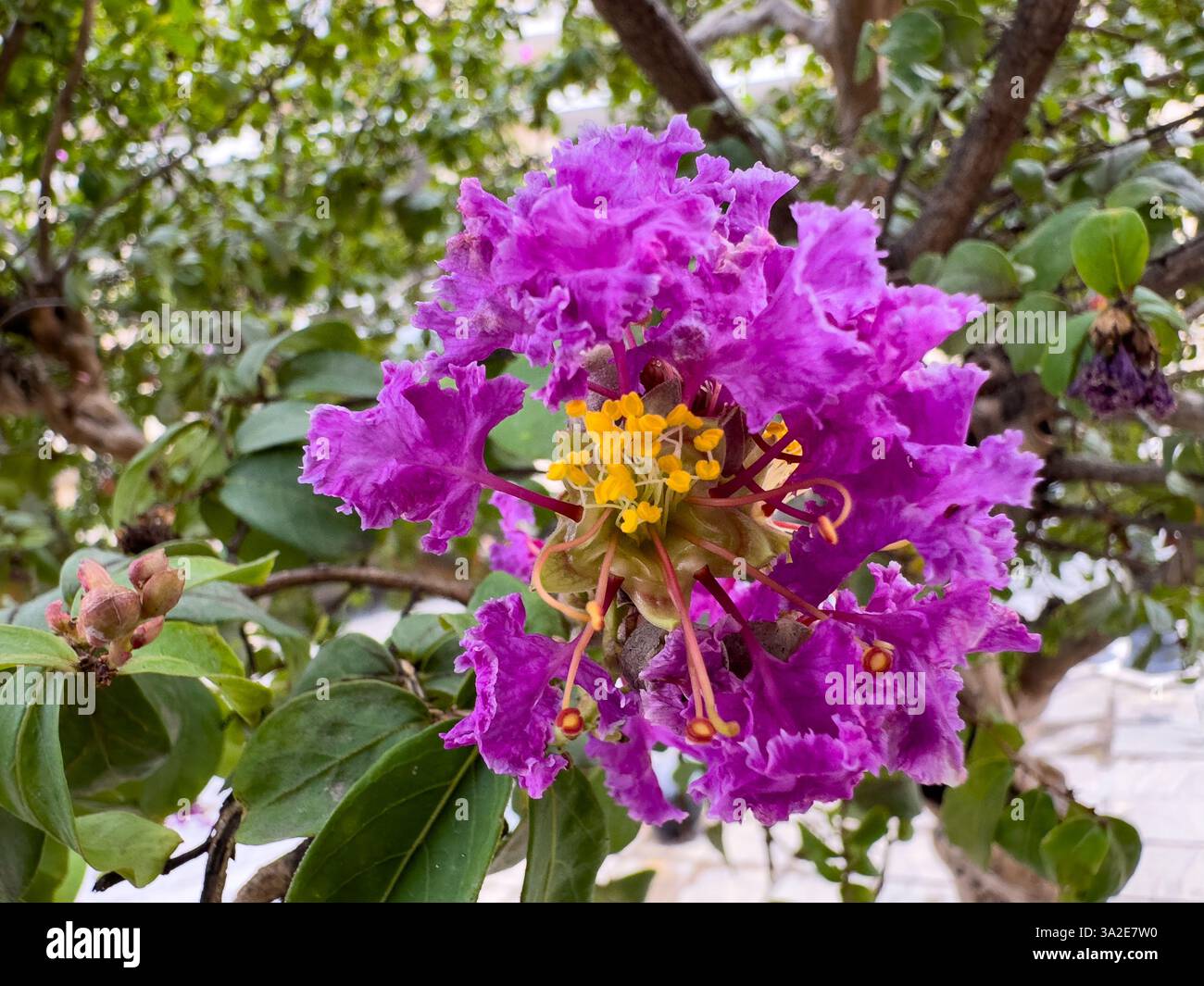Lilac lagerstroemia indica superviolacea hi-res stock photography and ...