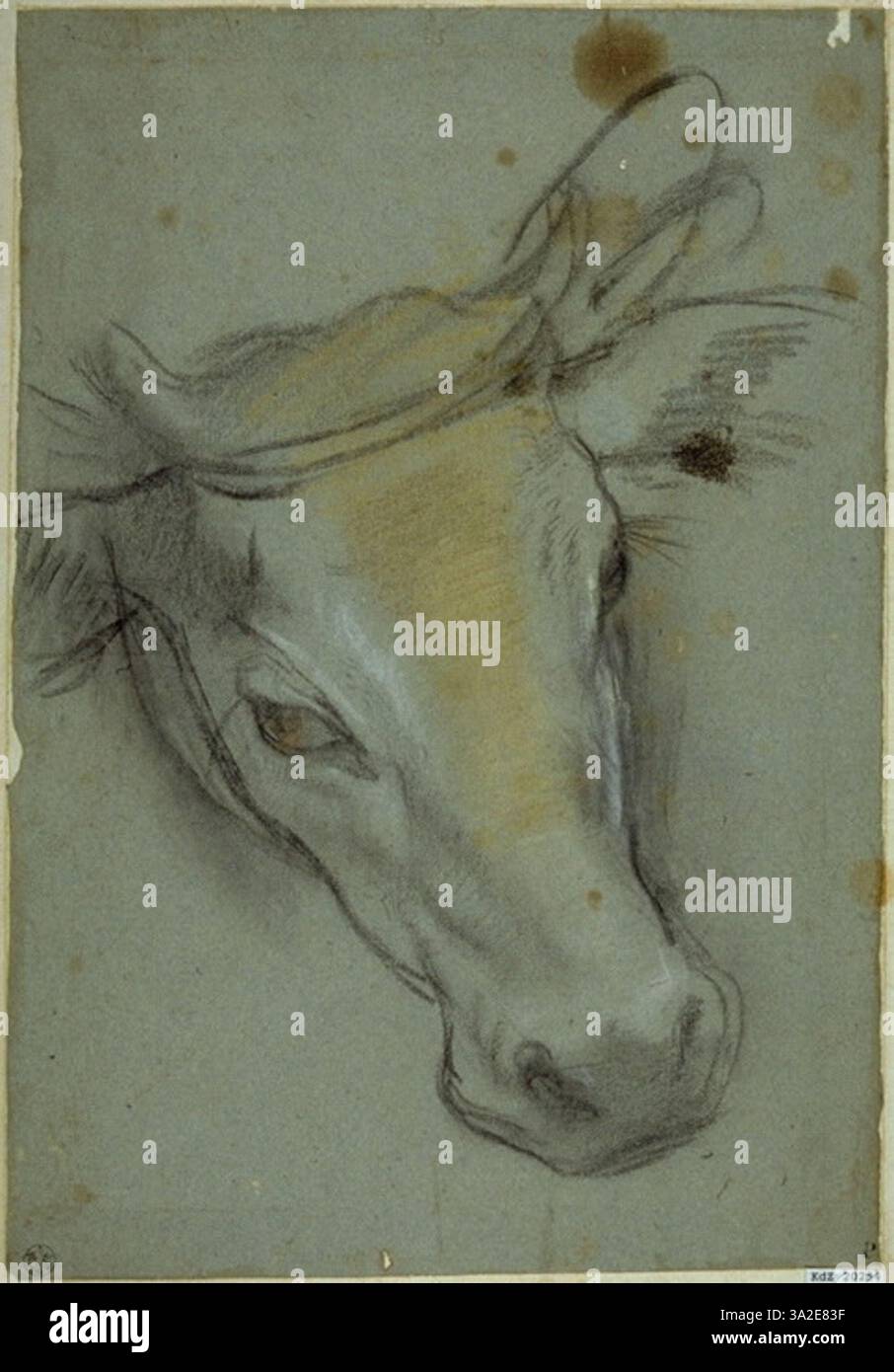 A detailed study of the head of a calf, highlighting the facial ...