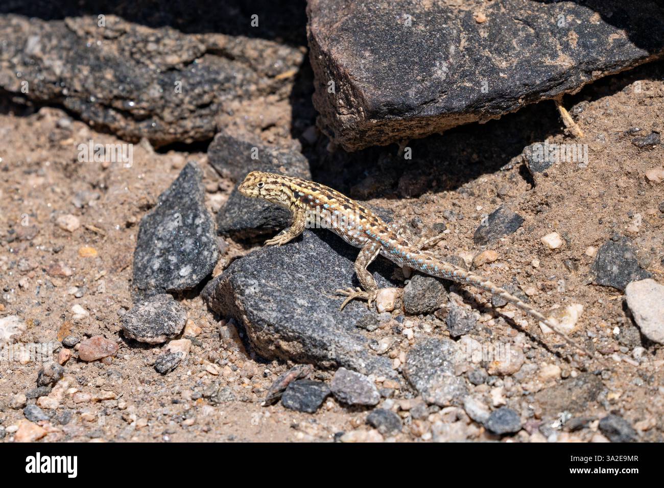 Liolaemus quilmes hi-res stock photography and images - Alamy