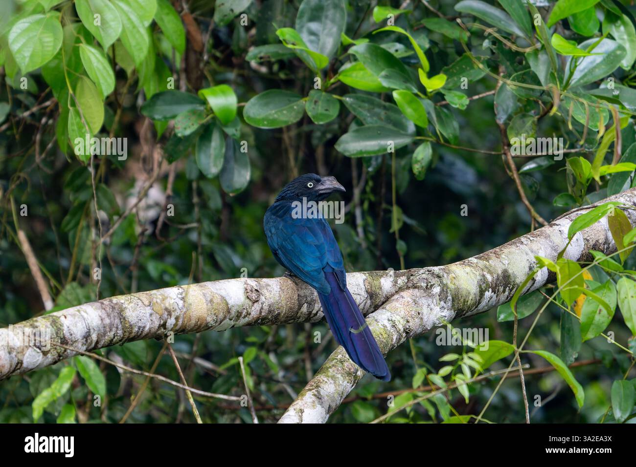 A Greater Ani perched in a tree in Yasuni National Park in the tropical ...