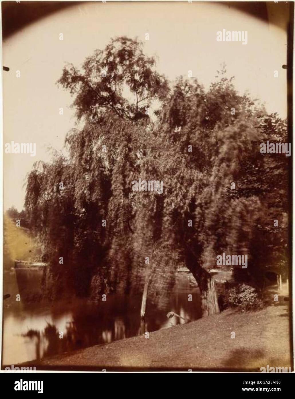 In this photograph, Atget captures a weeping willow (saule pleureur ...