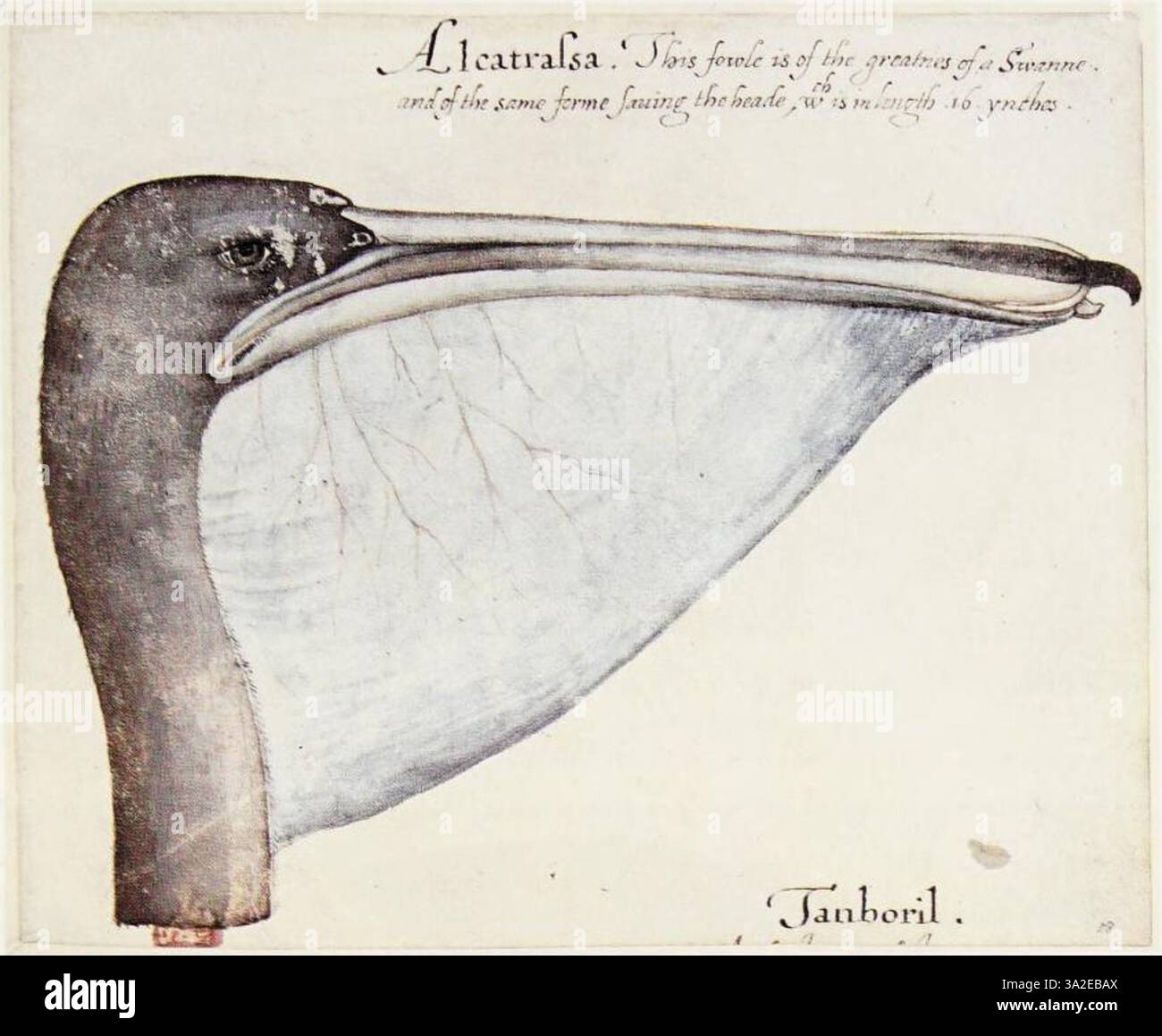 This illustration by John White, created in the 16th century, depicts ...