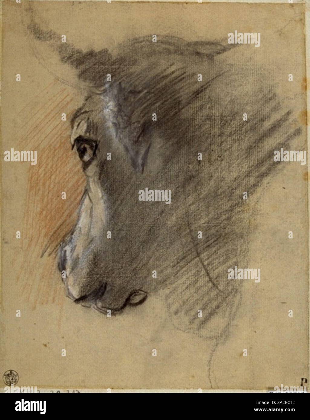 A study of the head of an ox, with attention to the facial structure ...