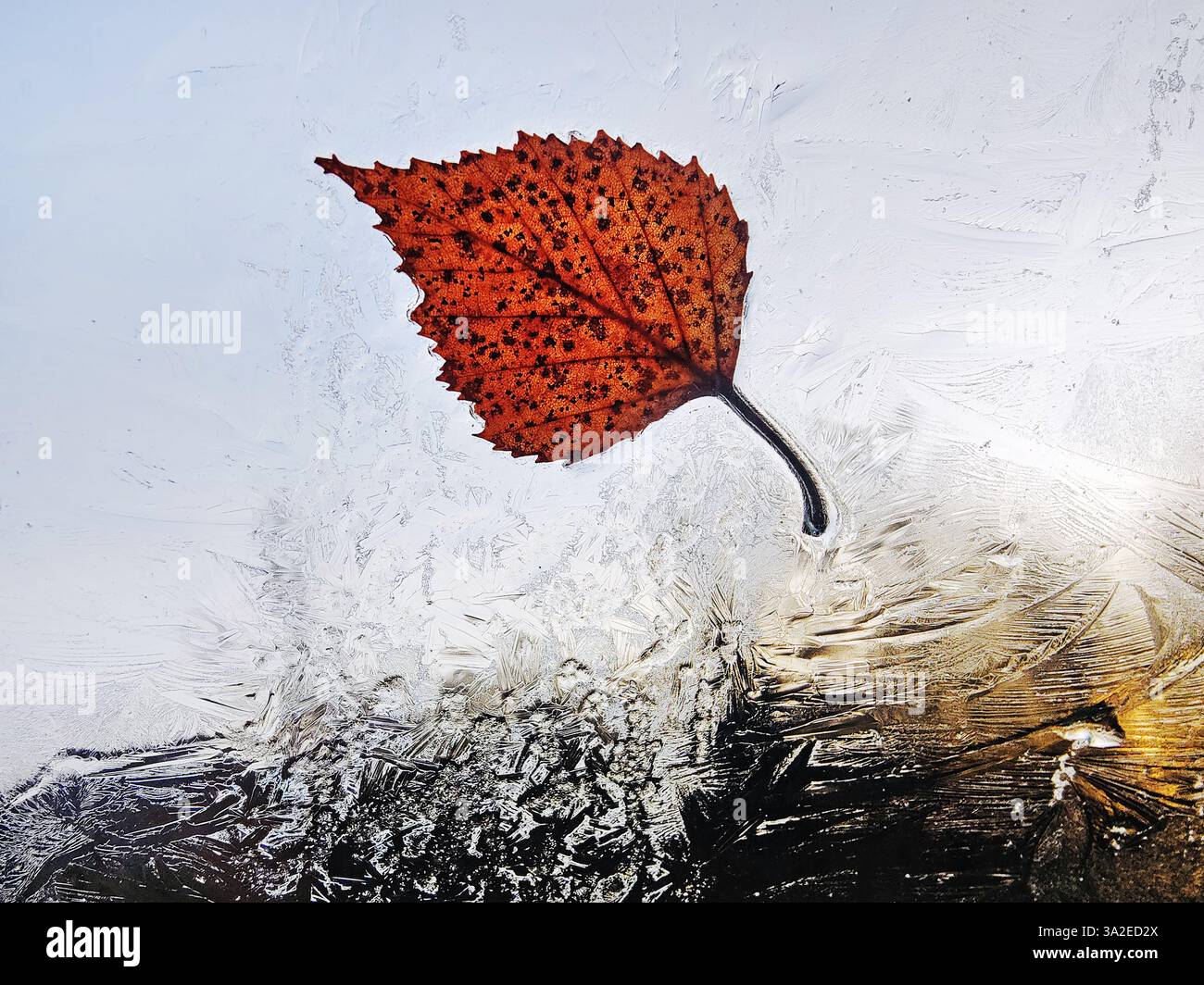 translucent autumn leaves on the window with ice flowers, Germany, 2 ...