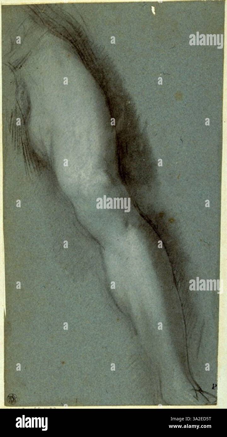Barocci’s study of an outstretched left leg, focusing on the anatomical ...