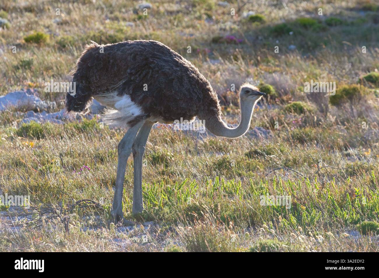 ostrich, common ostrich (Struthio camelus), female standing on a meadow ...
