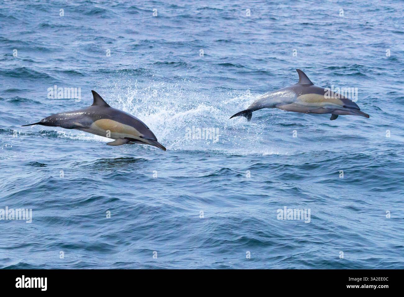 Long-beaked common dolphin, Long-beaked dolphin, Common dolphin ...