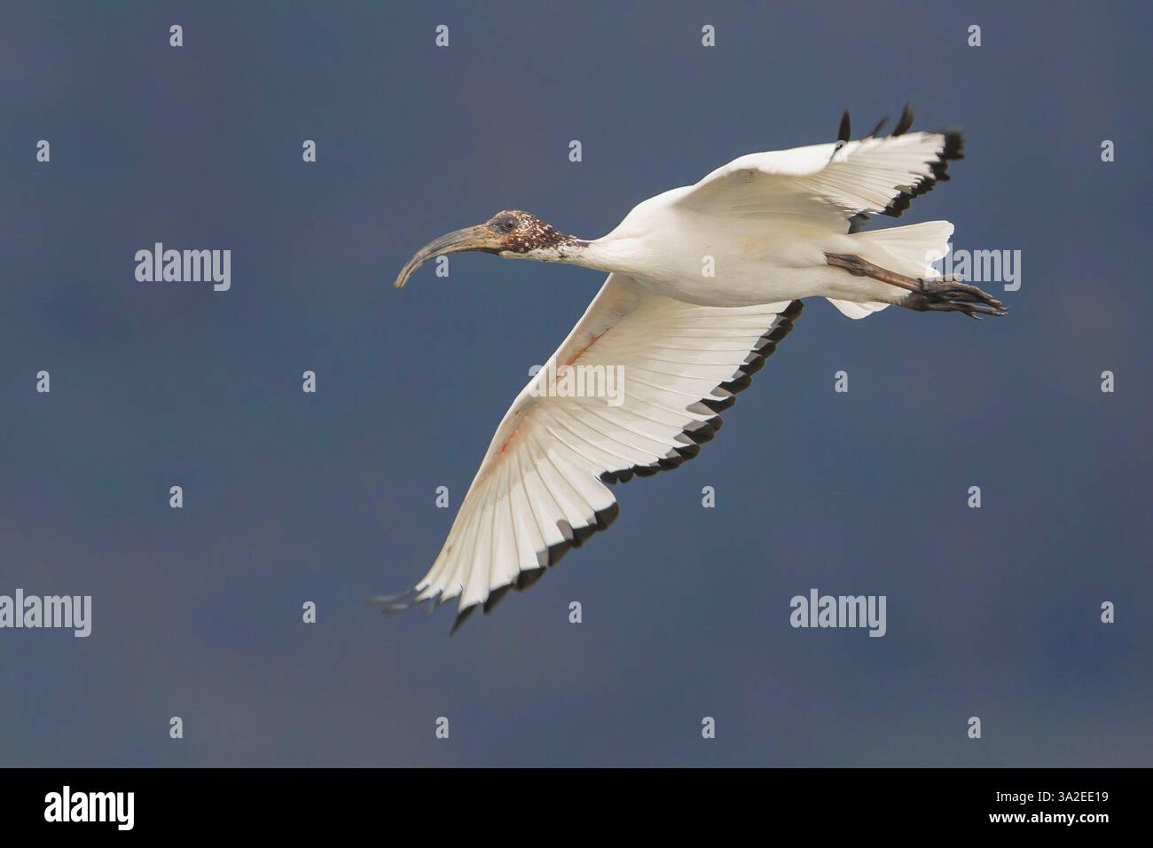 African sacred ibis (Threskiornis aethiopicus), in flight, Italy ...
