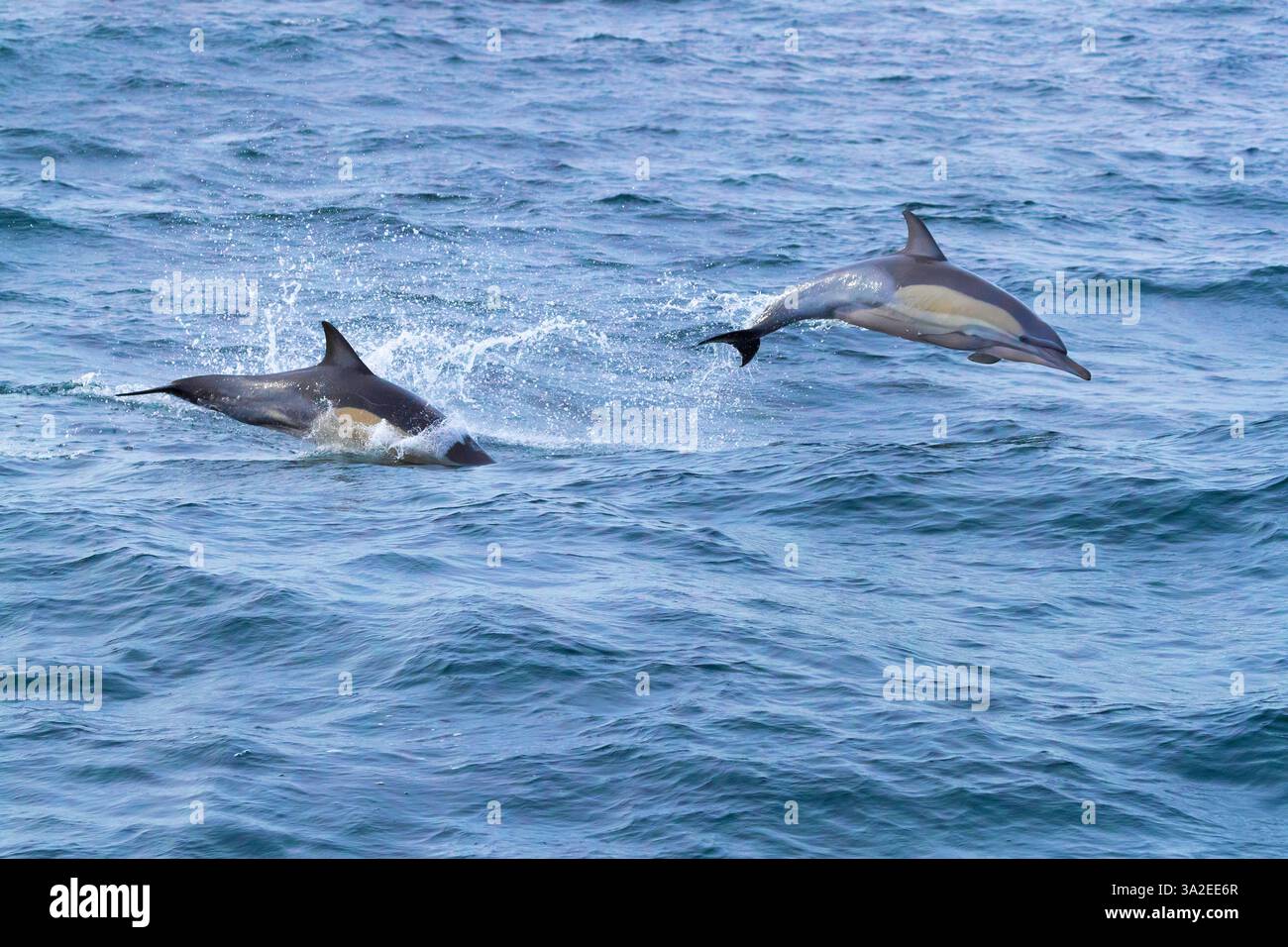 Long-beaked common dolphin, Long-beaked dolphin, Common dolphin ...
