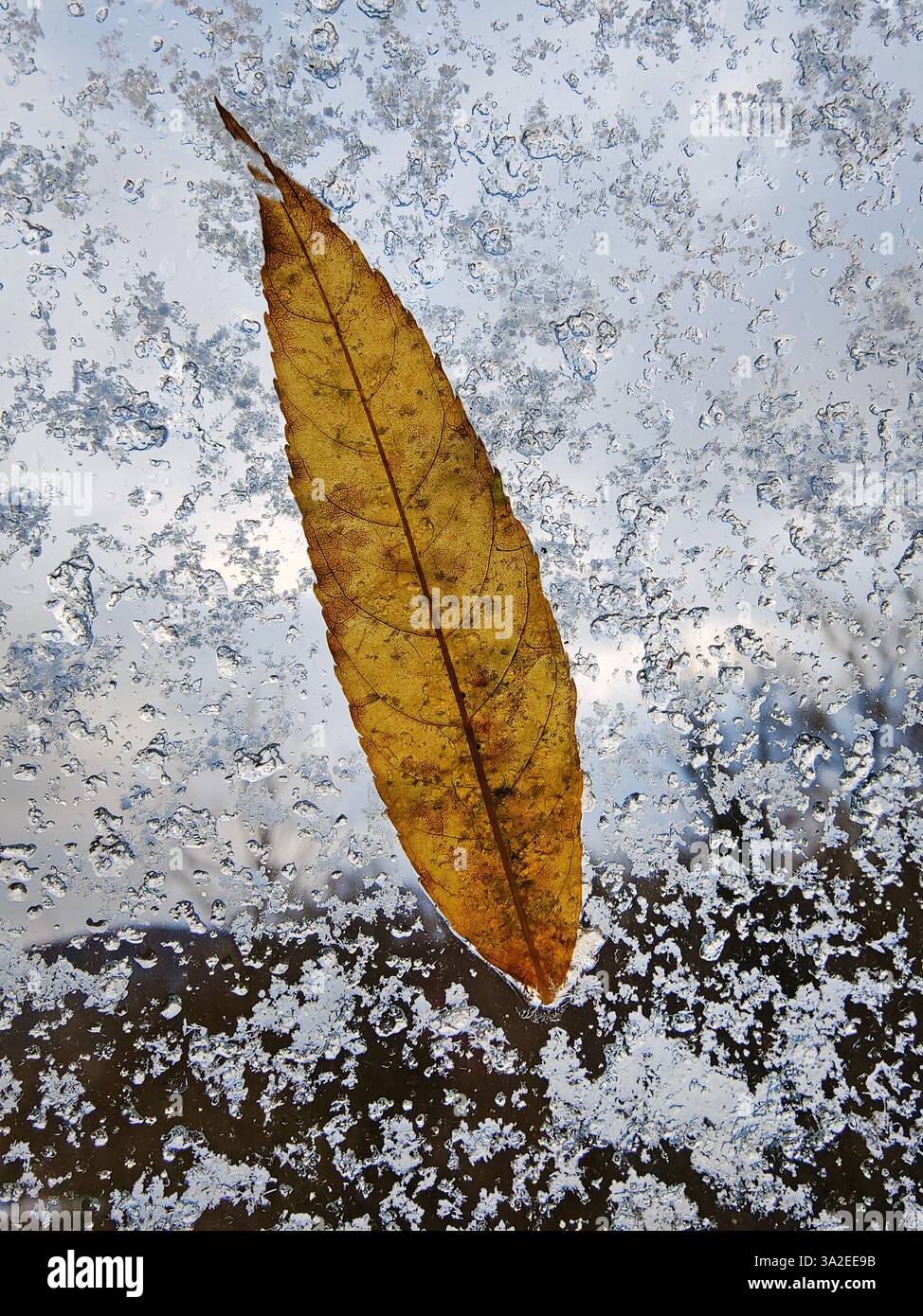 translucent autumn leaves on the window with ice flowers, Germany, 2 ...