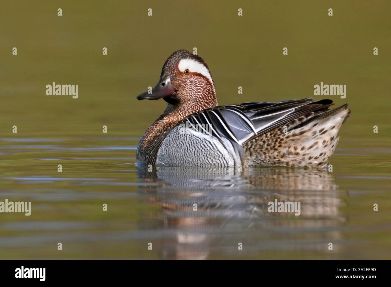 garganey (Spatula querquedula, Anas querquedula), swimming drake, side ...
