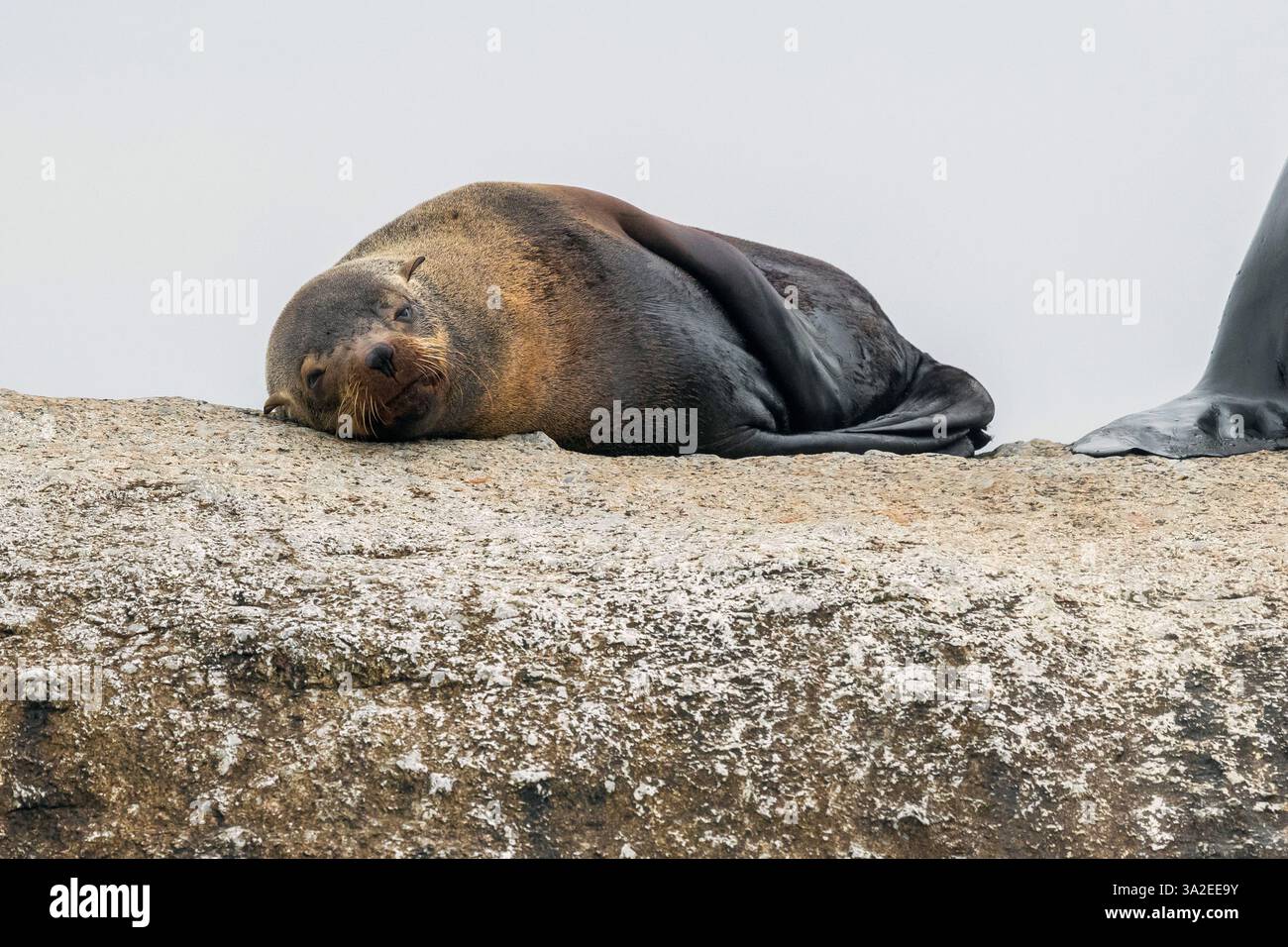 South African fur seal, Cape fur seal (Arctocephalus pusillus pusillus ...