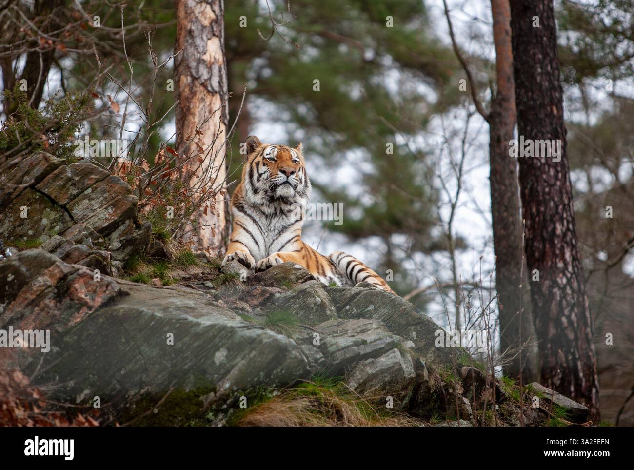 Siberian tiger (Panthera tigris altaica) endangered animal in zoo Stock ...
