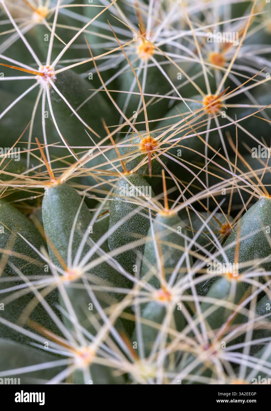 Close-up view of Mammillaria longimamma in details with sharp white ...
