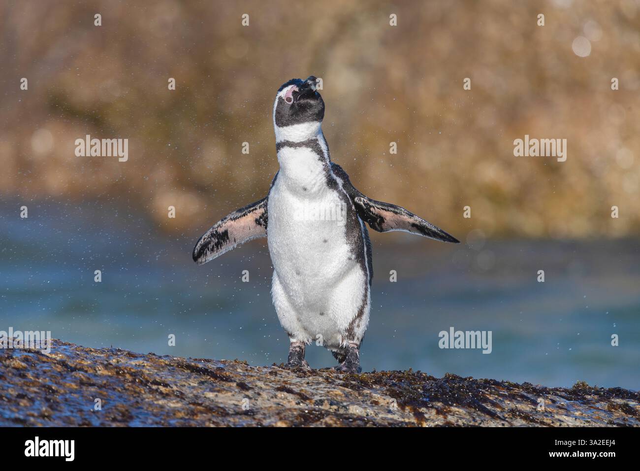 African penguins on coastal rocks hi-res stock photography and images ...