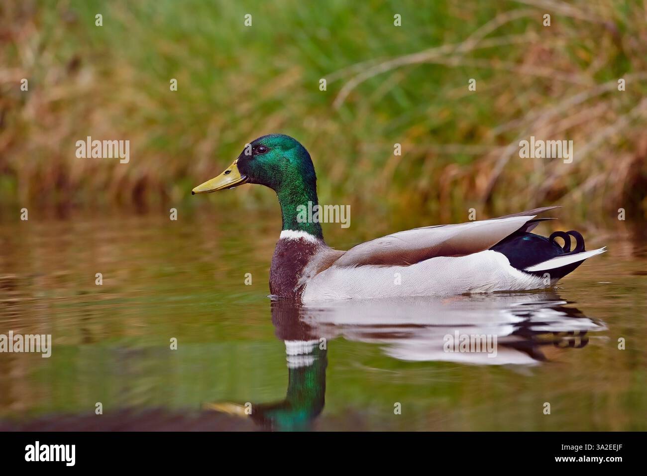 mallard (Anas platyrhynchos), drake in the water, Germany, Lower Saxony ...