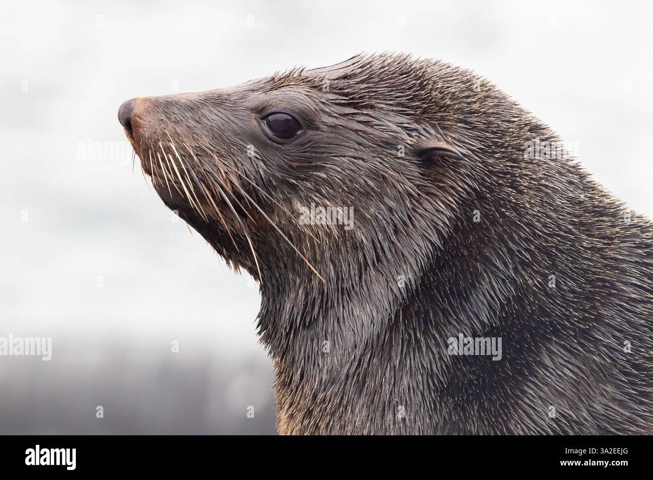 South African fur seal, Cape fur seal, brown fur seal (Arctocephalus ...