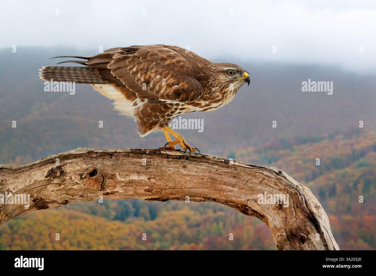 Eurasian buzzard, common buzzard (Buteo buteo), young bird perching in ...