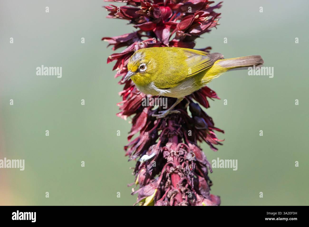 Cape white-eye (Zosterops virens capensis, Zosterops capensis), adult ...