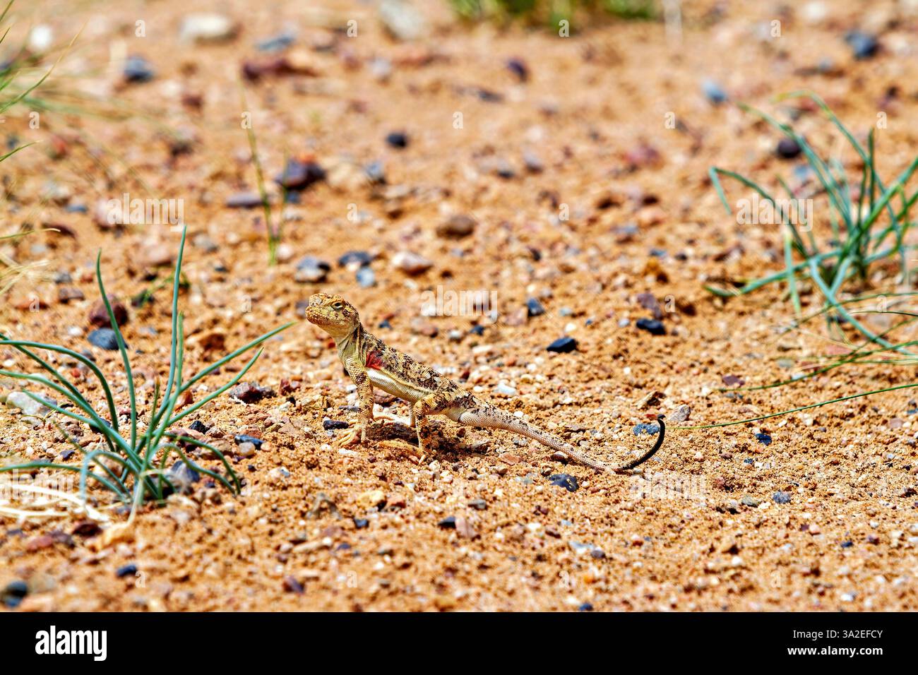 Toad Headed Agama in the Gobi Desert Stock Photo - Alamy